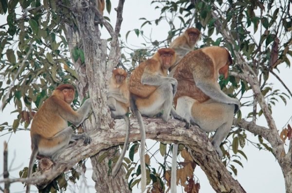 Bekantan (Nasalis Larvatus) – Taman Nasional Sebangau