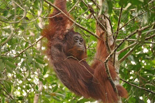 Orangutan Kalimantan (Pongo pygmaeus) – Taman Nasional Sebangau