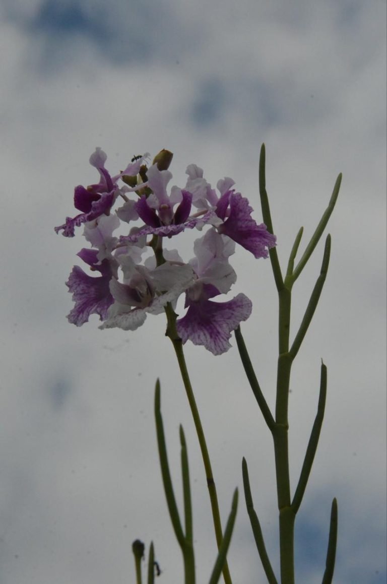 Anggrek Pensil : Si Ratu Anggrek dari Sebangau – Taman Nasional Sebangau